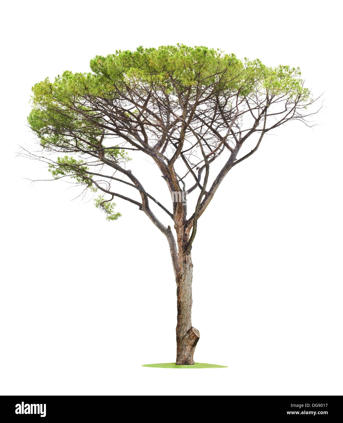 Green beautiful and tall tree isolated on white background Stock Photo - Alamy