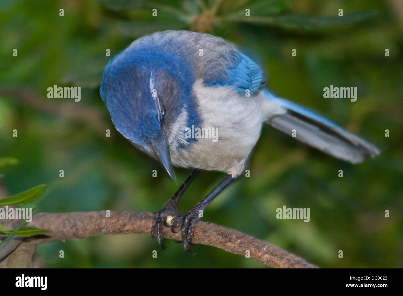 Eat fauna hi-res stock photography and images - Alamy