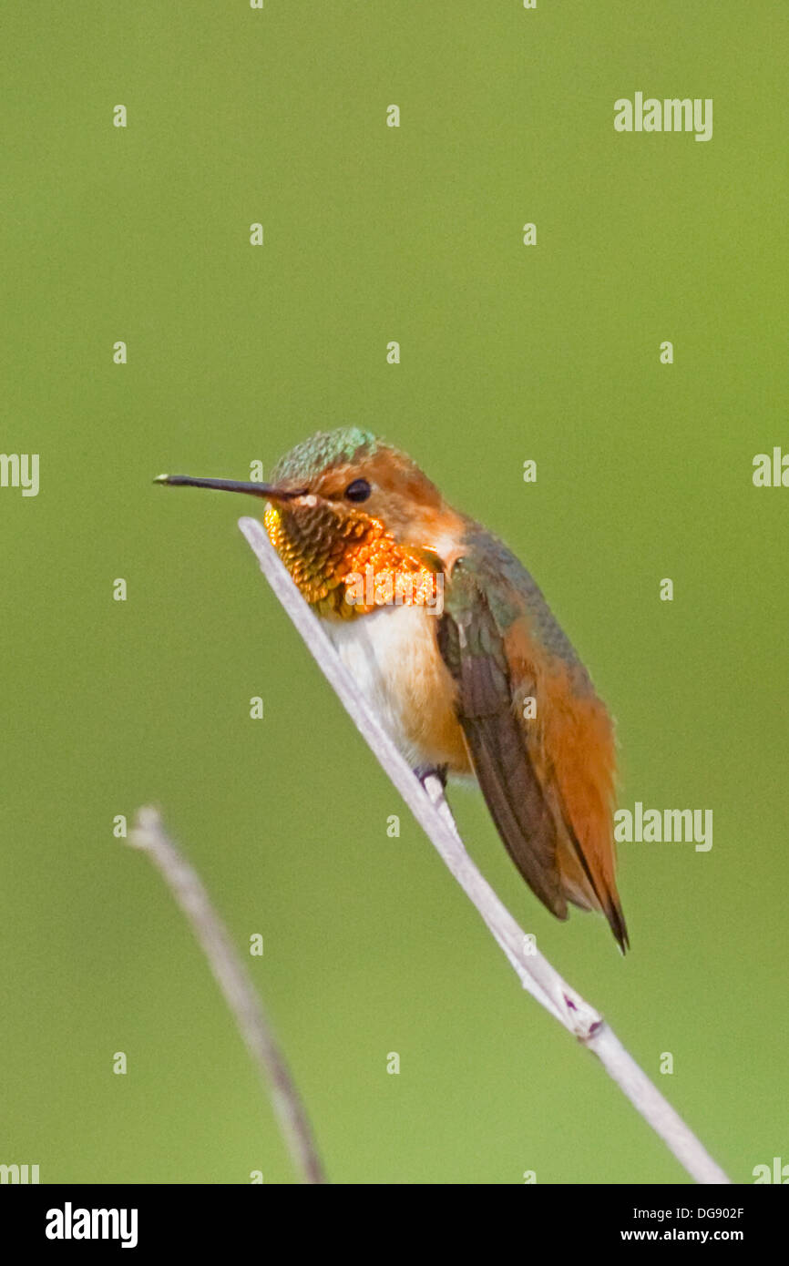 Hummingibrd hi-res stock photography and images - Alamy
