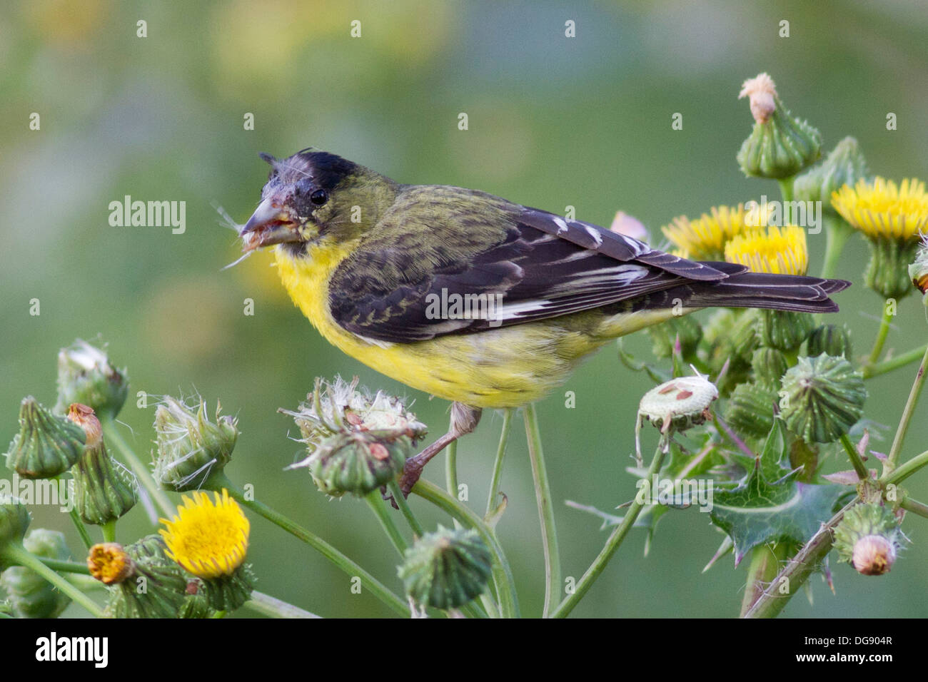 Lesser Goldfinch eating seeds.(Carduelis psaltria).Irvine,California ...