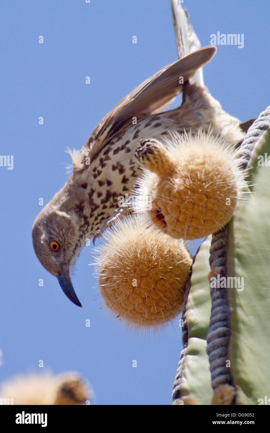 Fruit eating birds hi-res stock photography and images - Alamy