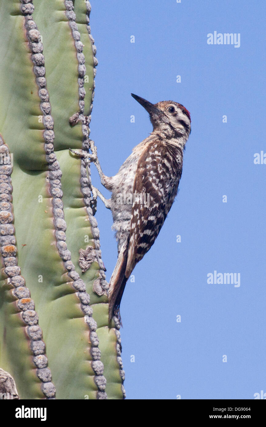 Ladder-Backed Woodpecker on a cactus plant.(Picoides scalaris).Baja ...