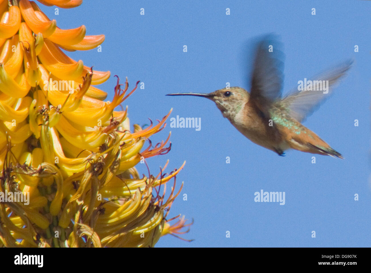 Rufus Hummingbird comming to feed on a flower.(Srlsphorus rufus).Irvine ...