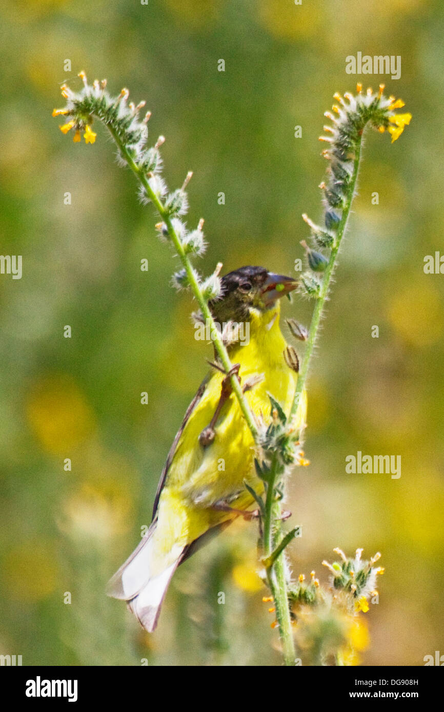 Fiddle neck plant hi-res stock photography and images - Alamy