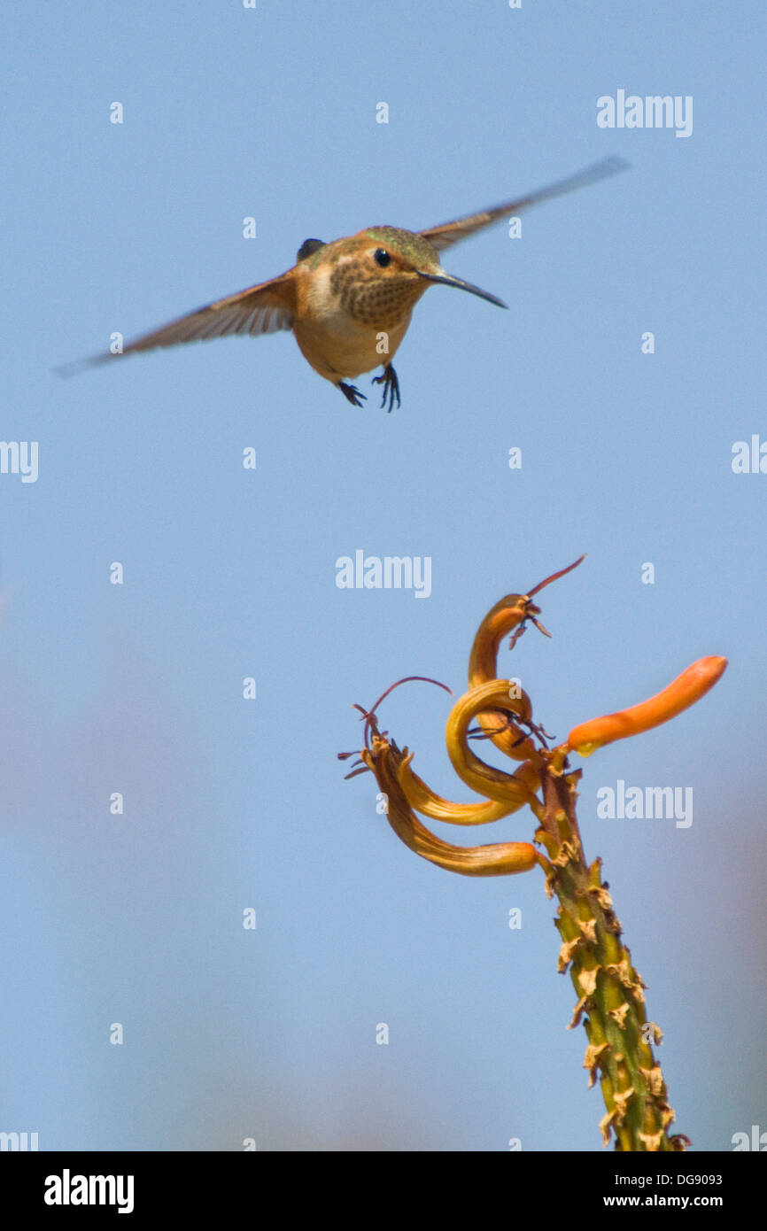 Rufus Hummingbird flys to a flower -headon view.(Selaphorus rufus ...