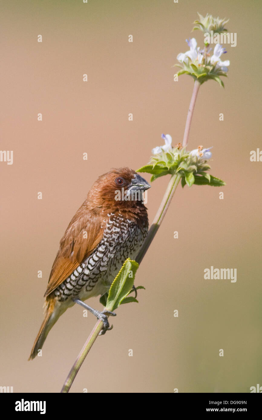 Nutmeg Mannikin also called a Spice Finch, a feral bird, on a clover ...