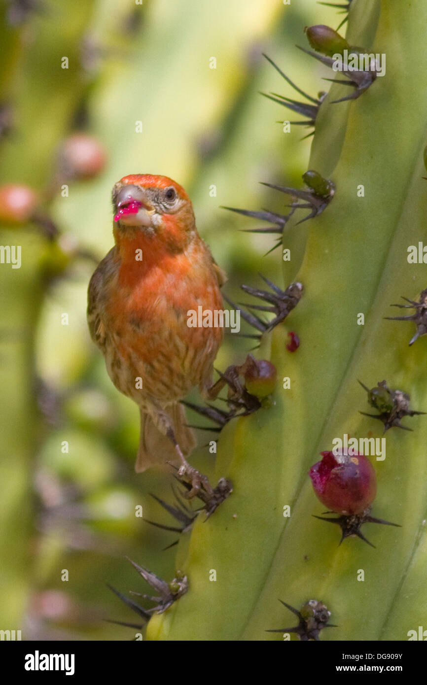 House Finch on cactus eating the cactus fruit.(Carpodacus mexicanus ...