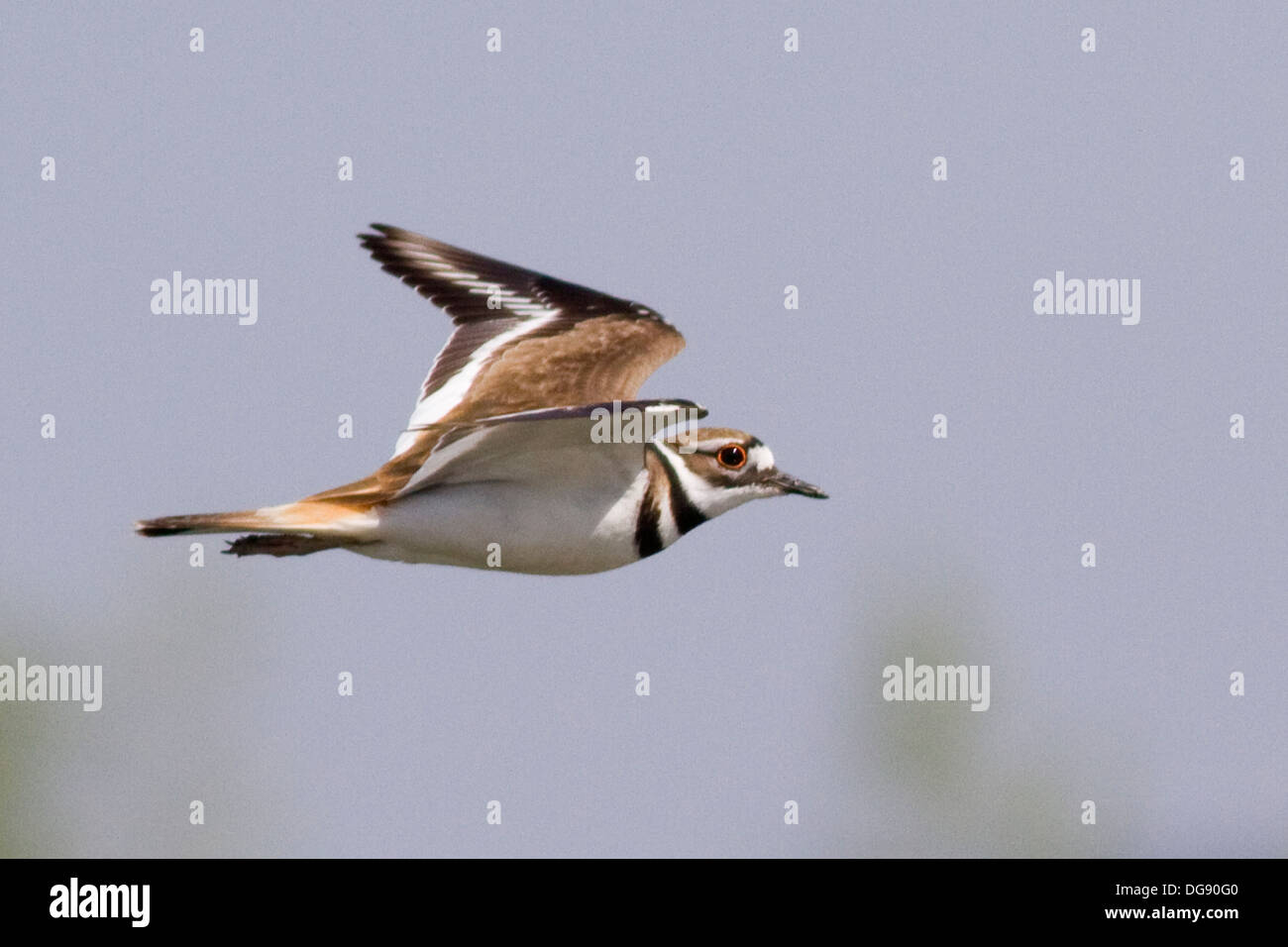 .Killdeer in flight.(Charadrius vociferus).San Joaquin Marsh.California ...