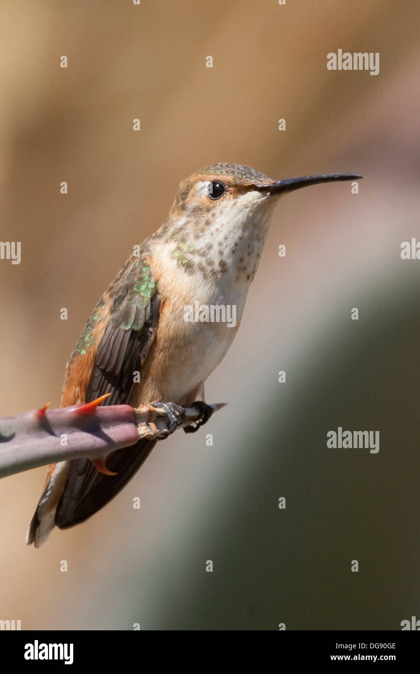 Rufus selaphorus hi-res stock photography and images - Alamy