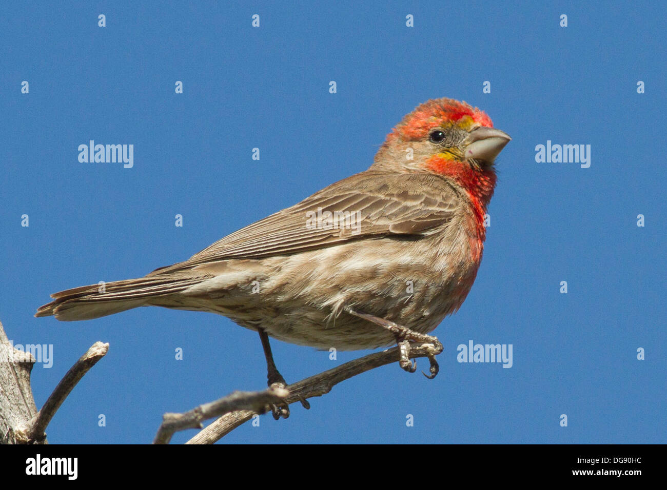 Male House Finch.(Carpodacus mexicanus).Irvine, California Stock Photo ...