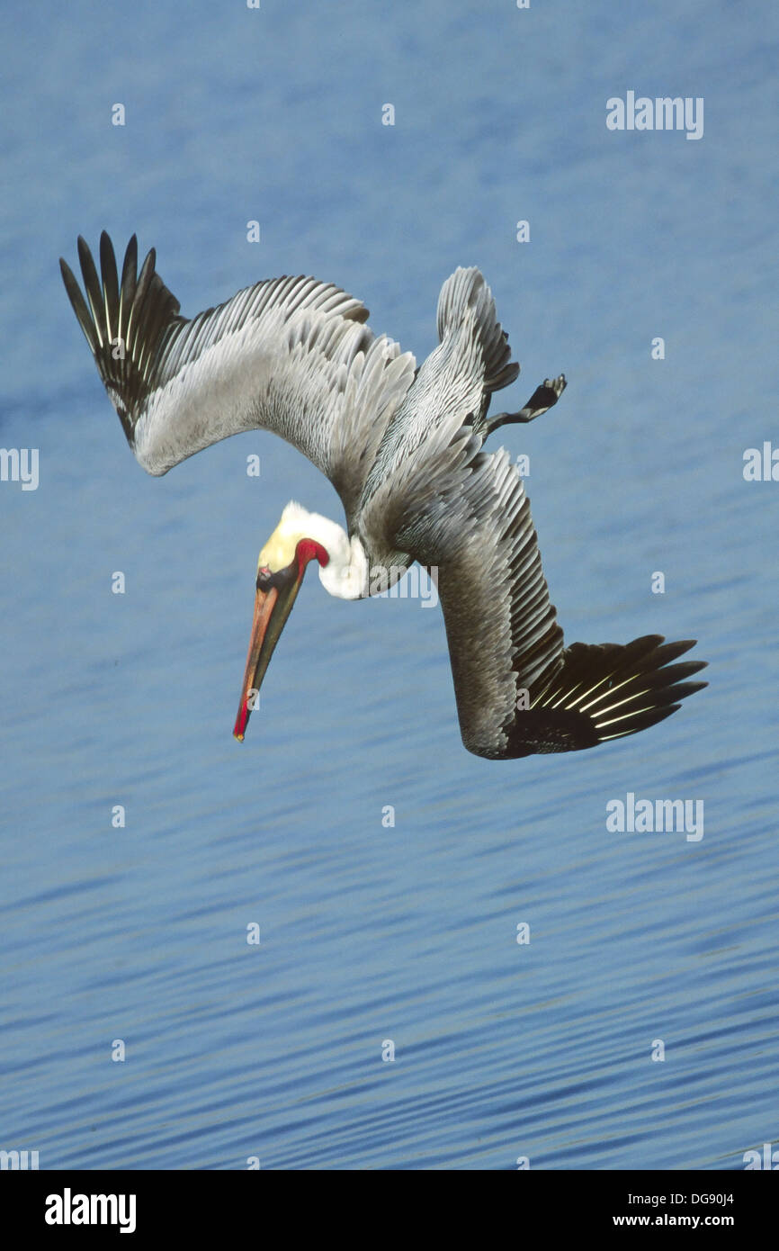 Brown pelican in breeding colors hi-res stock photography and images ...