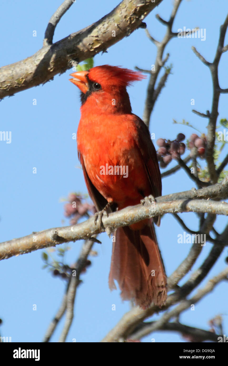 Species northern cardinal hi-res stock photography and images - Alamy