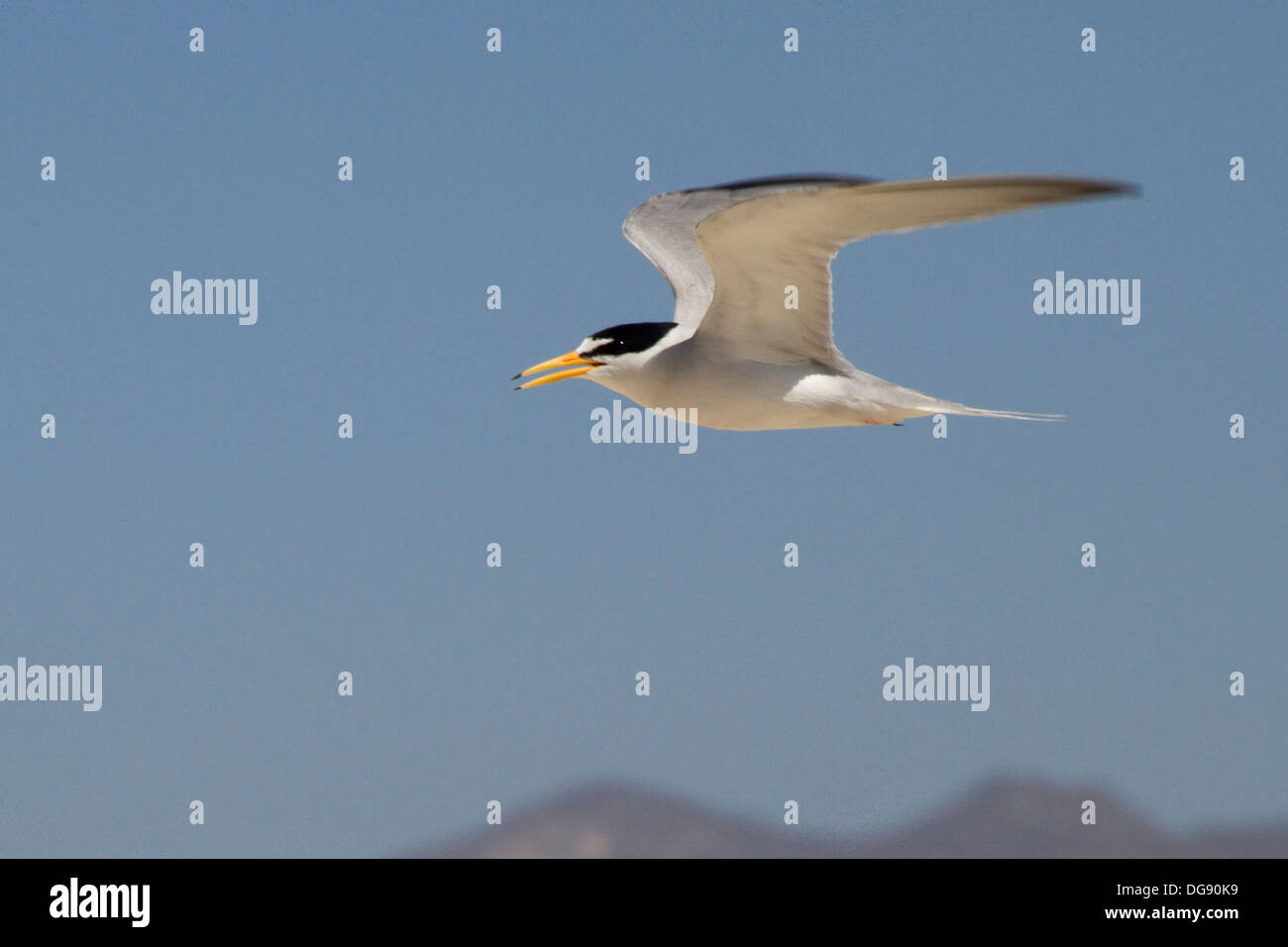 California Least Tern in flight - endangered.(Sterna antillarum).Baja ...