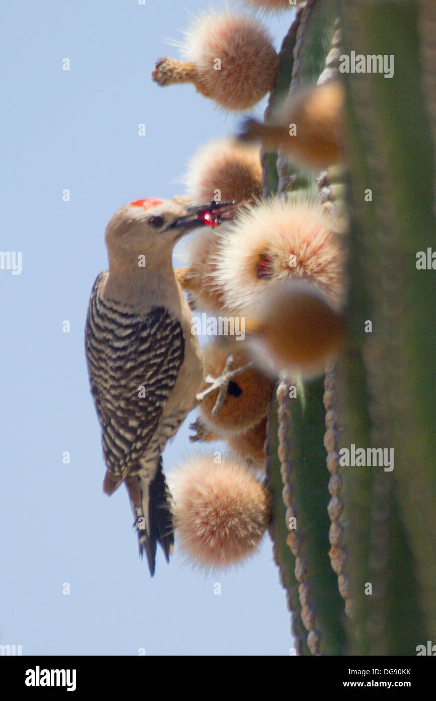 Fruit on cardon cactus hi-res stock photography and images - Alamy