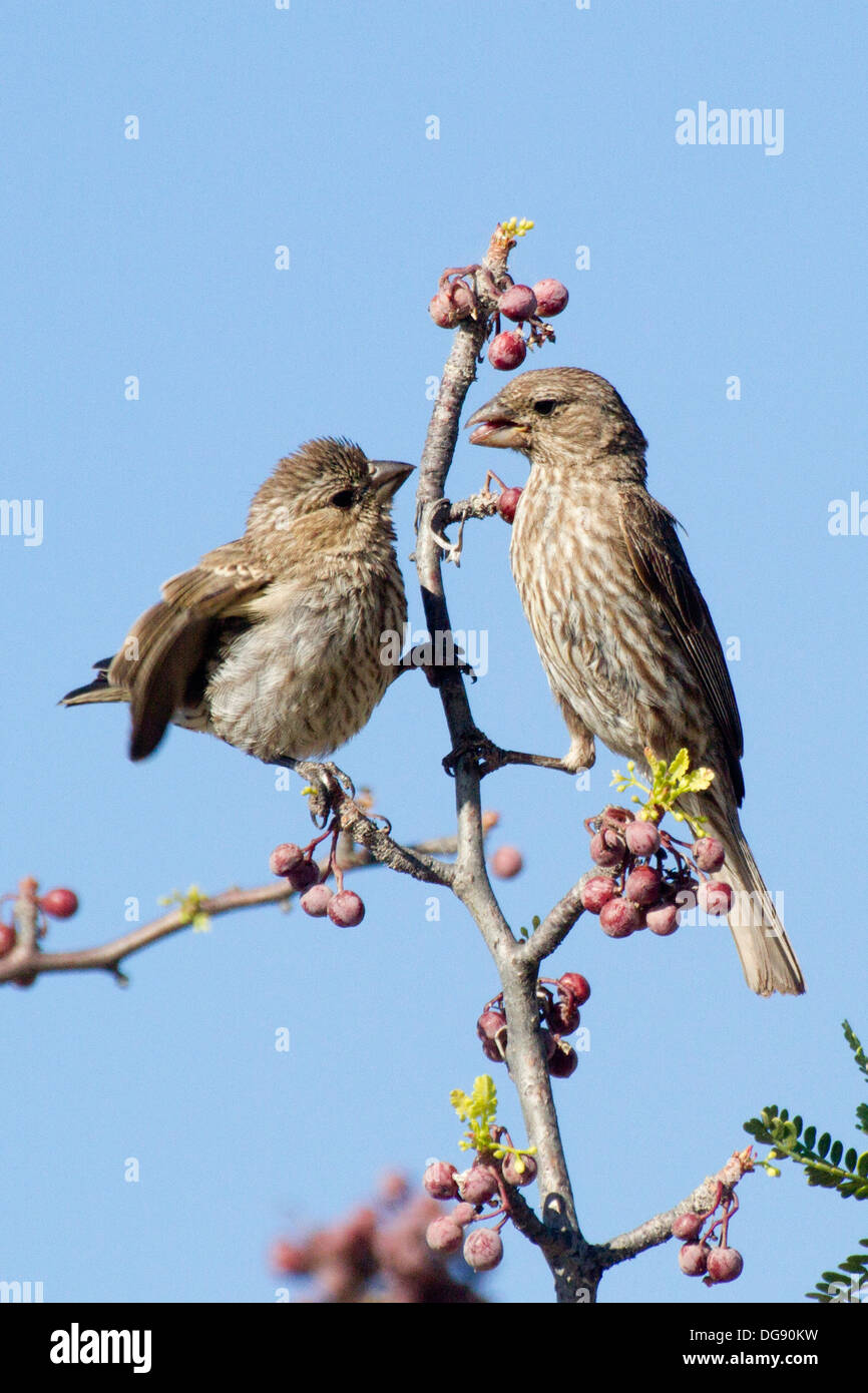 Female House Finch pciks berries to feed it's waiting chick.(Carpodacus ...