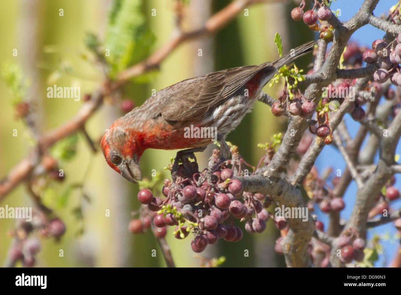 Eat fauna hi-res stock photography and images - Alamy