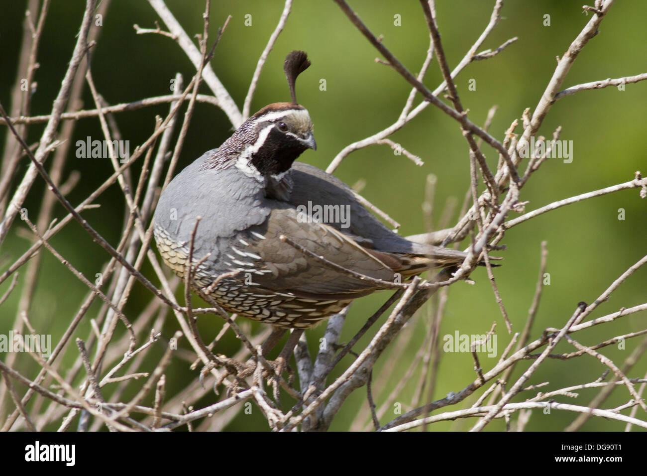Quail Calls Sound