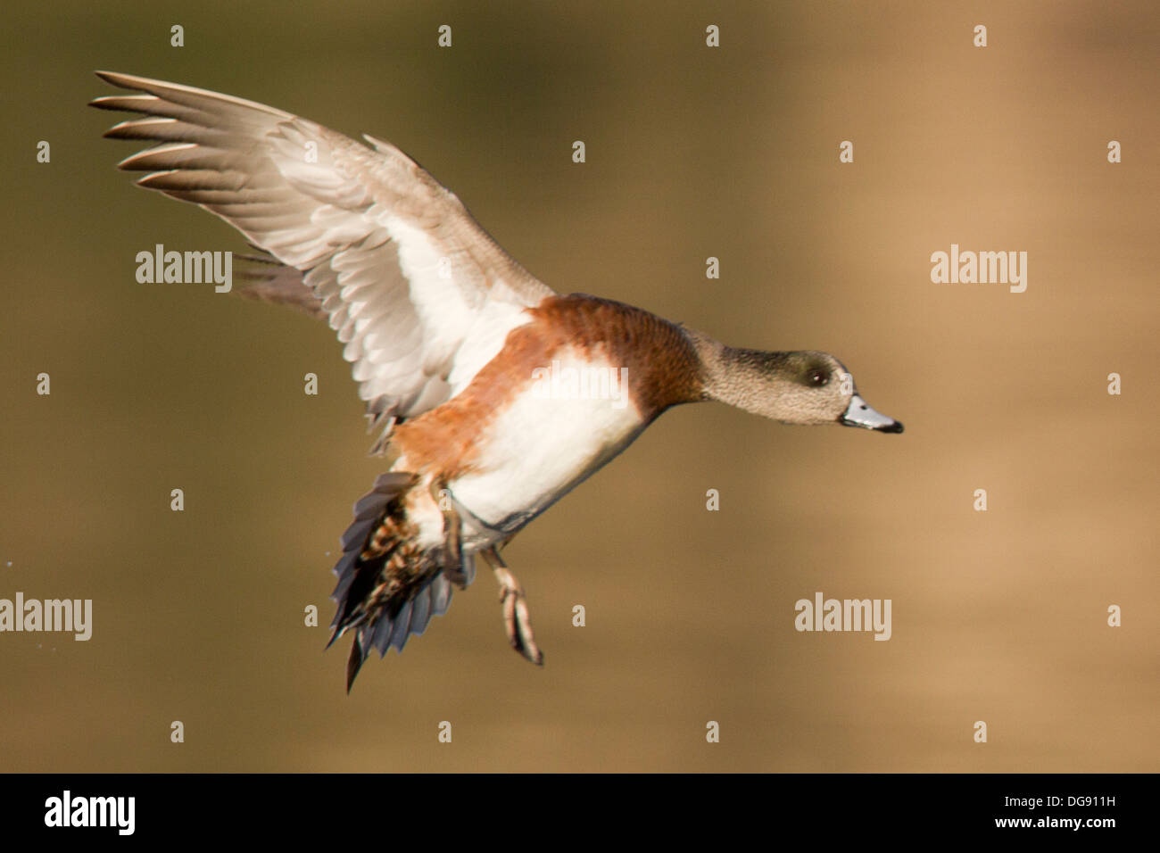 Male American Wigeon Duck with neck out and wings up lands on the water ...