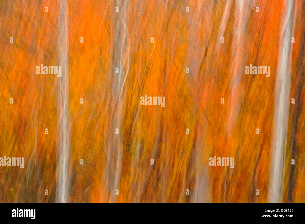 Native american hardwood hi-res stock photography and images - Alamy