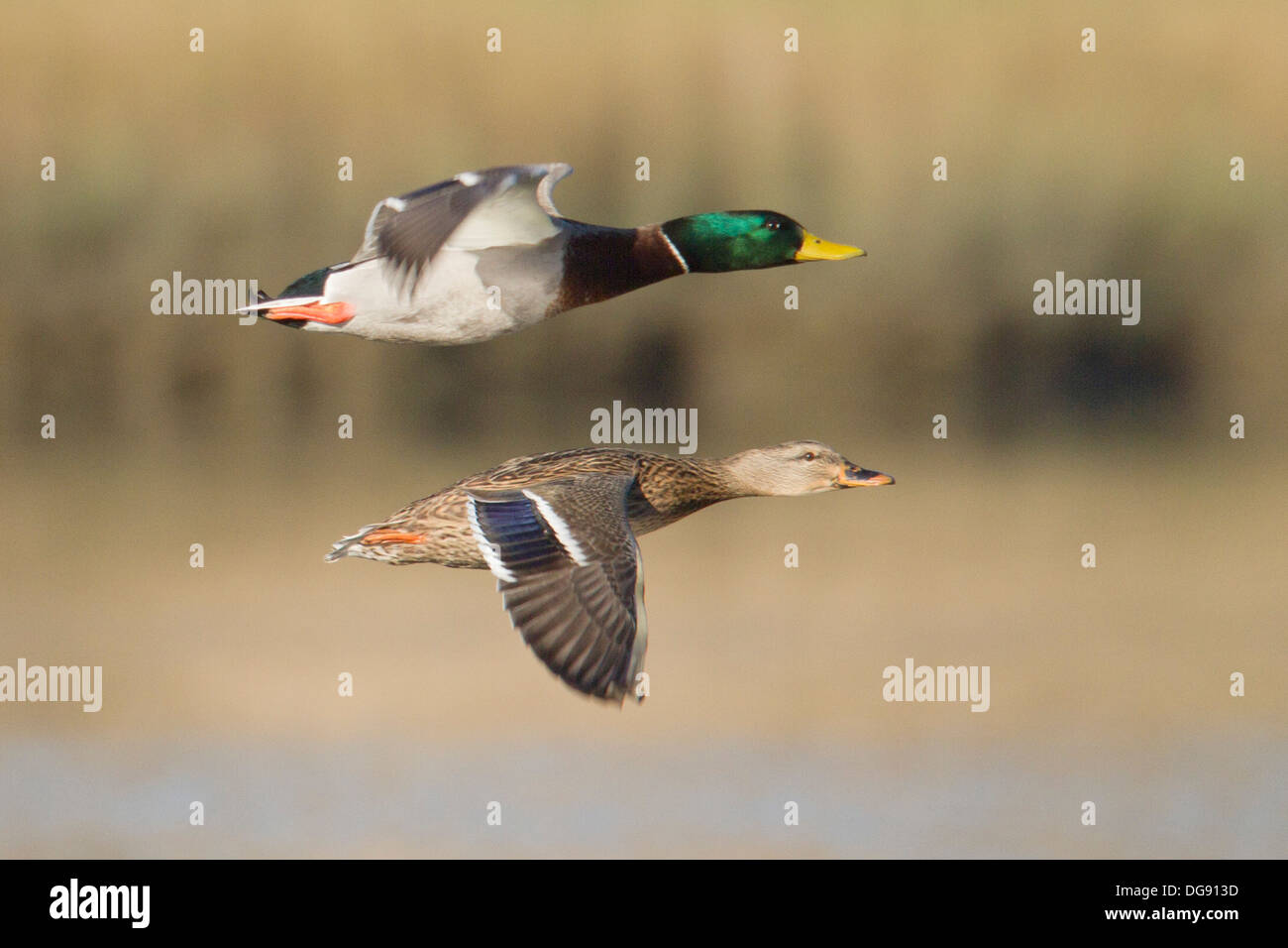 Male and female Mallard Duck in flight.(Anas platyrhynchos).Back Bay ...