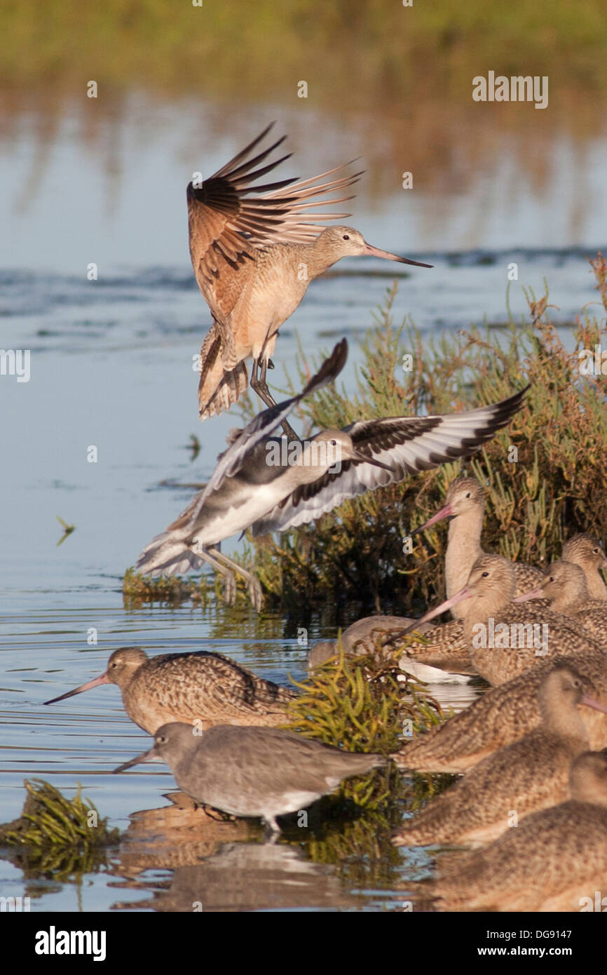 Willet and Marbled Godwit with wings out landing.(Catoptrophorus ...