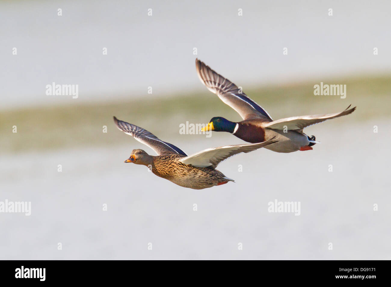 Mallard ducks in flight hi-res stock photography and images - Alamy