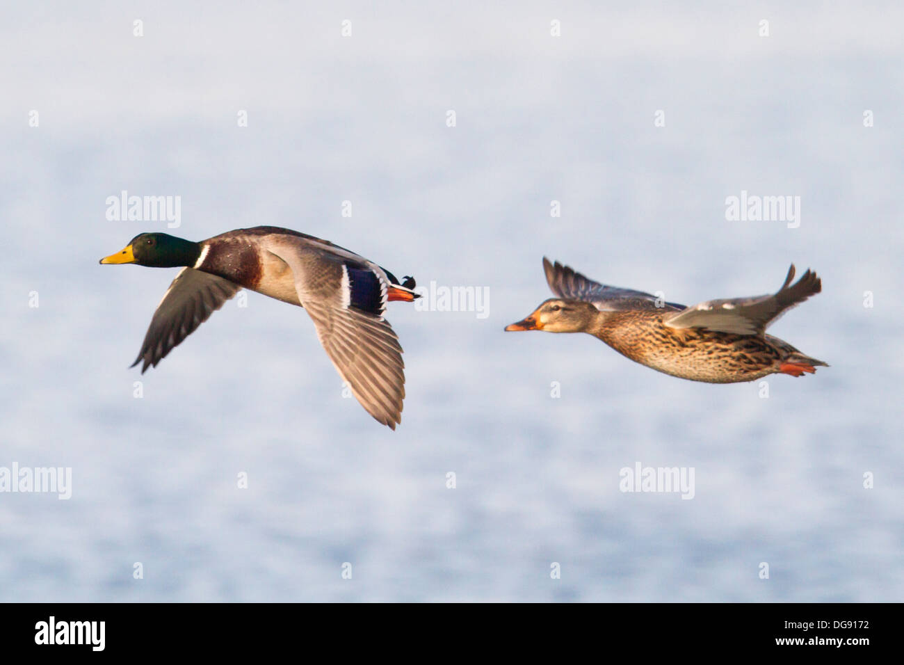 Mallard ducks in flight hi-res stock photography and images - Alamy
