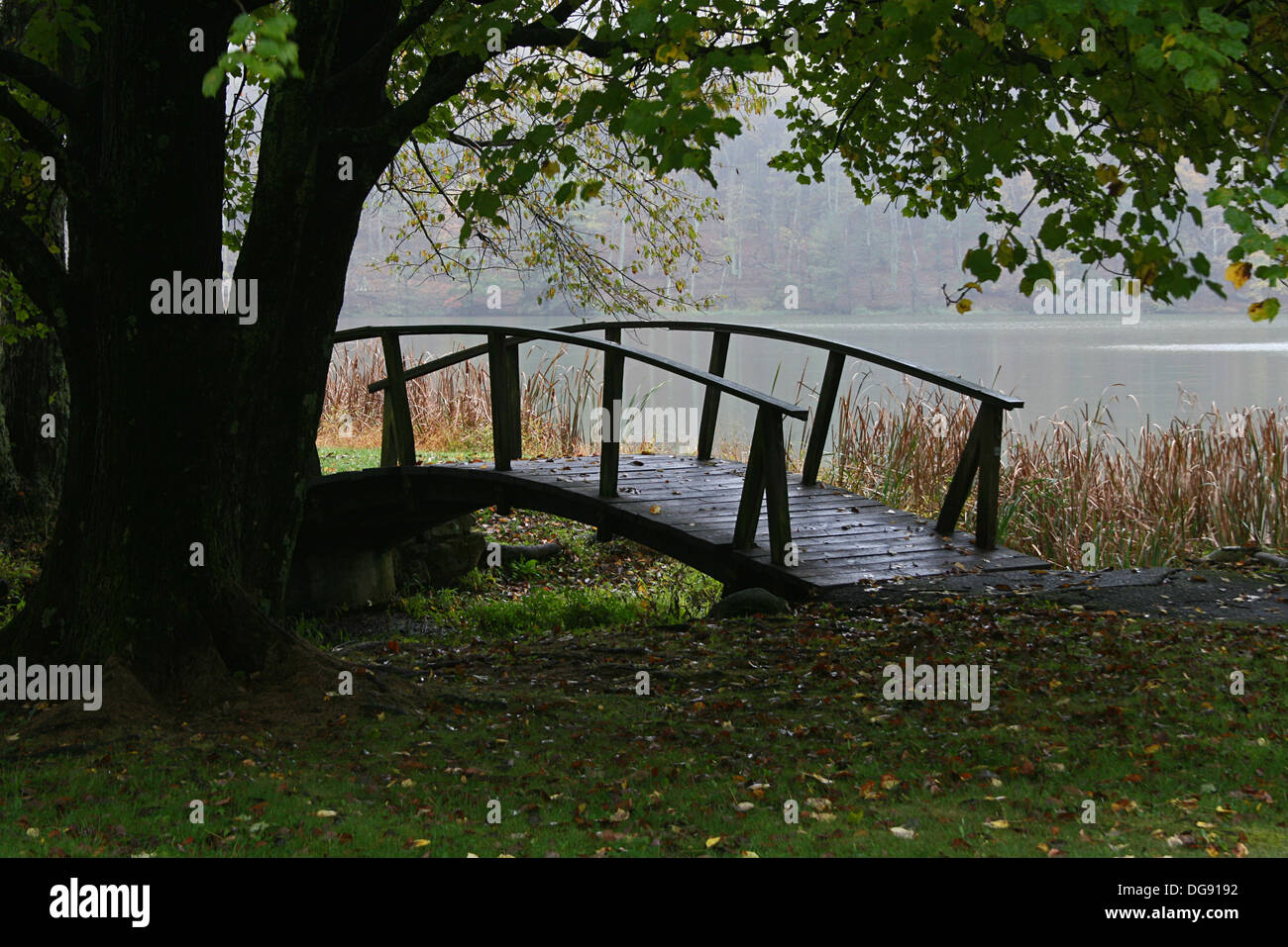 Small wooden bridge near a lake with a large tree Stock Photo - Alamy