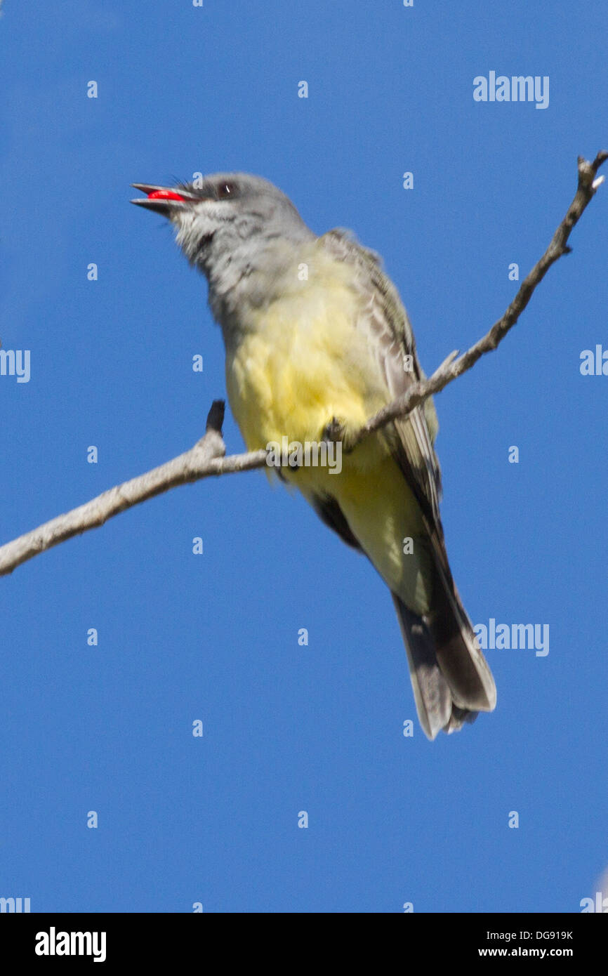 Western Kingbird with a berry in it's bill.(Tyrannus verticalis ...