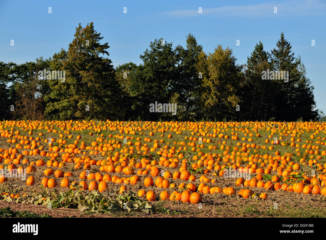 Pumpkin patch near Ashland Wisconsin USA Stock Photo - Alamy