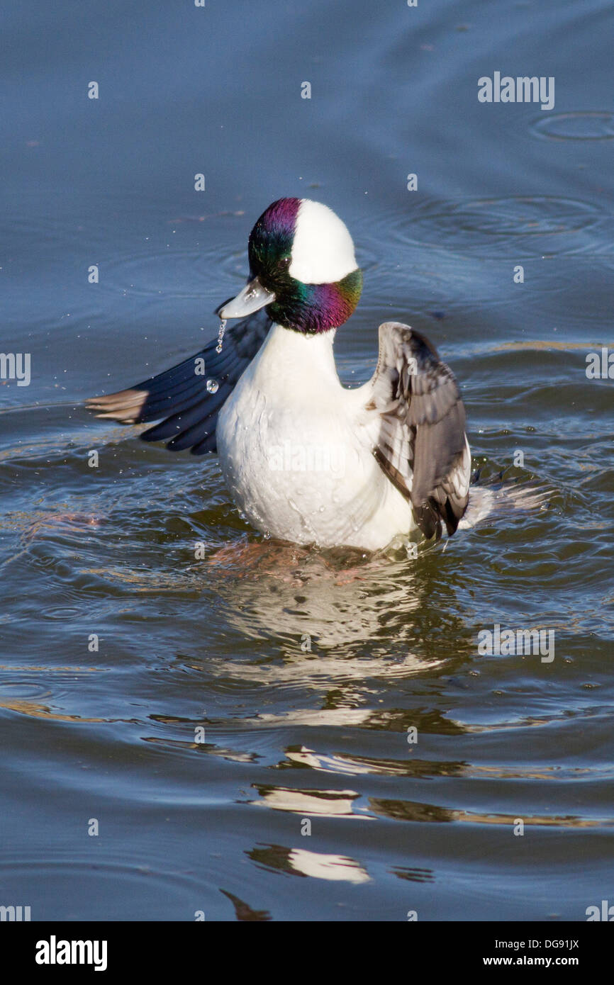 Male Bufflehead Duck flapping it's wings.(Bucephala albeola).Bolsa ...