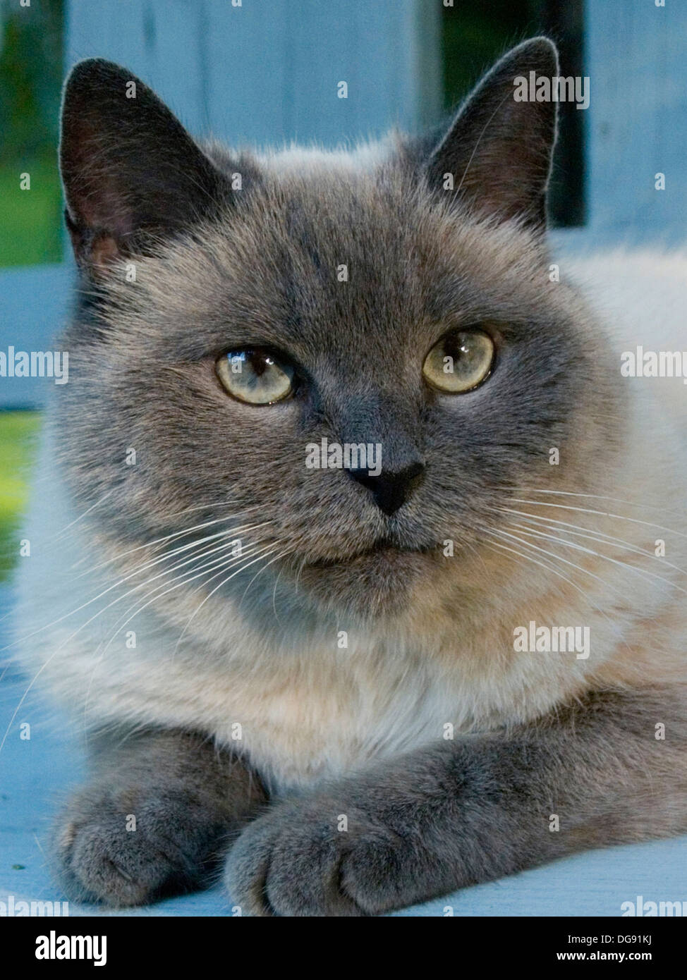 Himalayan cat breed hi-res stock photography and images - Alamy