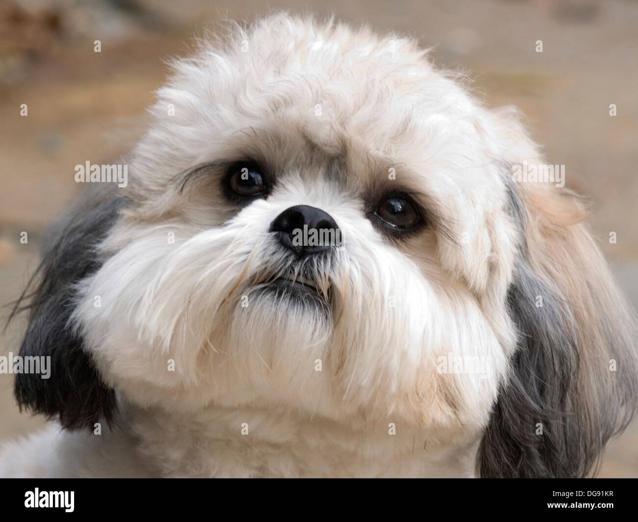 Tsu hi-res stock photography and images - Alamy