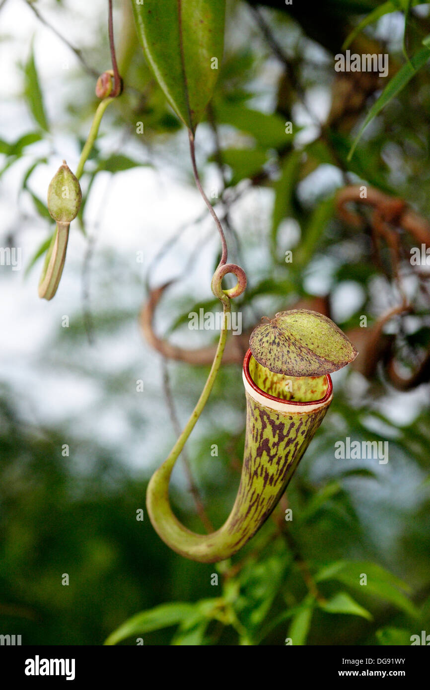 Cincta hi-res stock photography and images - Alamy