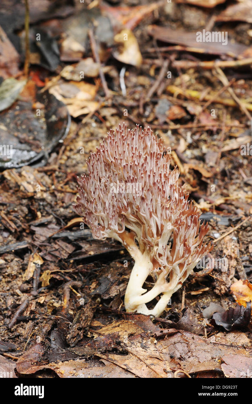 Upright Coral Fungus Stock Photos & Upright Coral Fungus Stock Images ...
