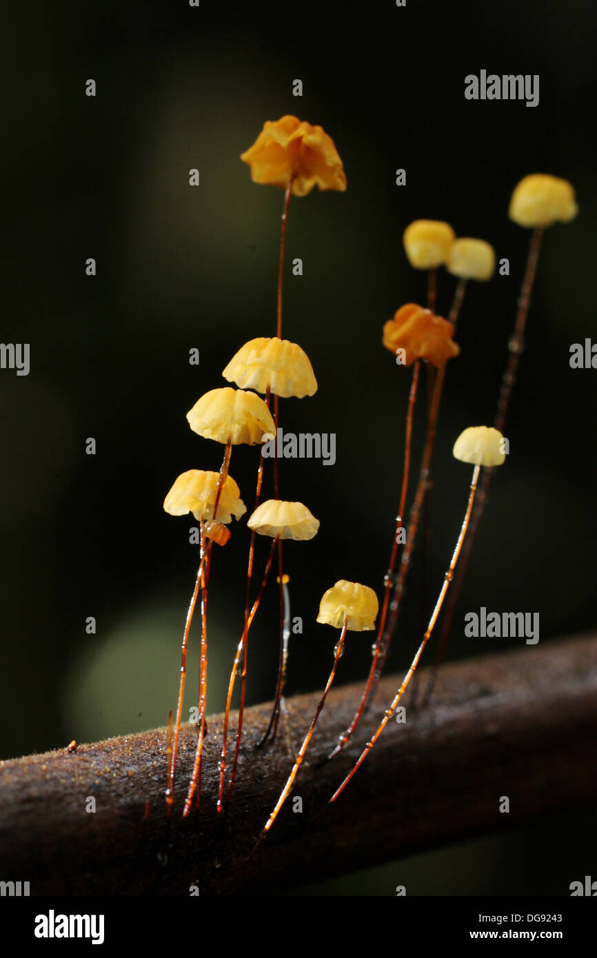Many small fungi hi-res stock photography and images - Alamy