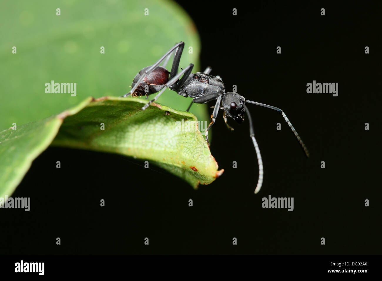 Black ant, Borneo Stock Photo - Alamy