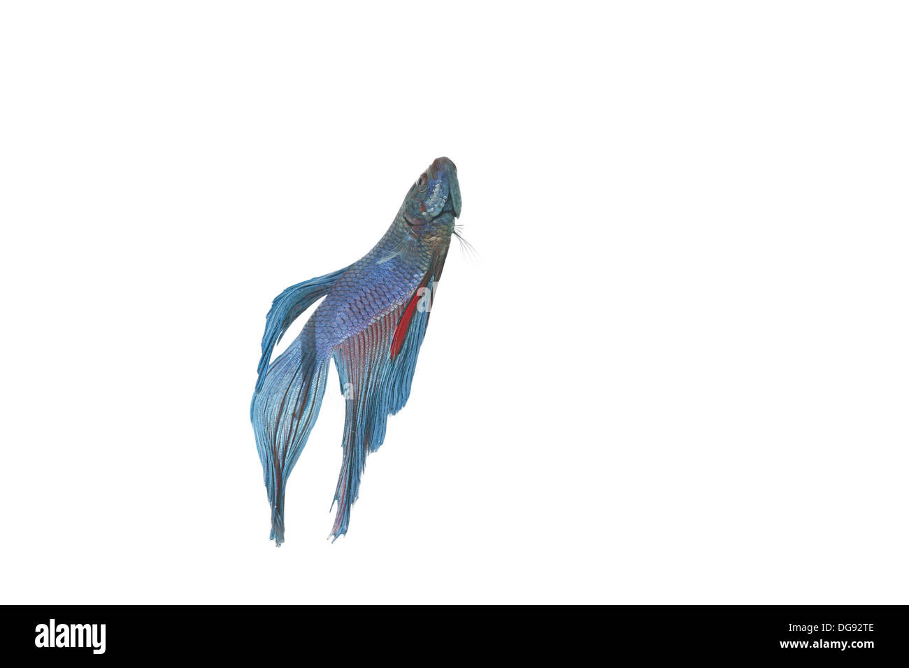 blue betta fish tank with isolated white background Stock Photo - Alamy