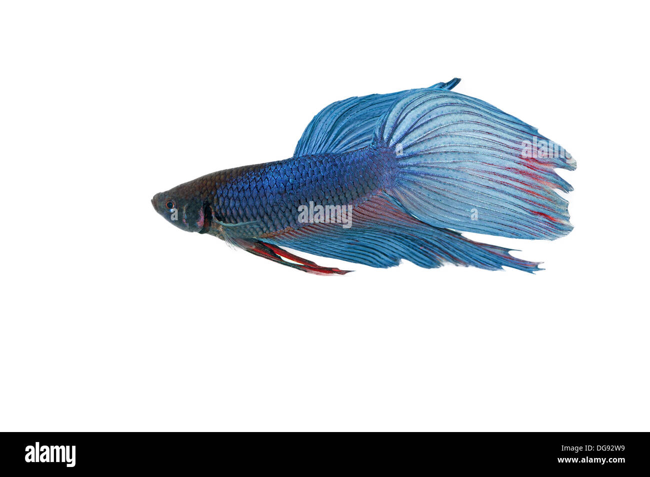 White And Blue Betta Fish