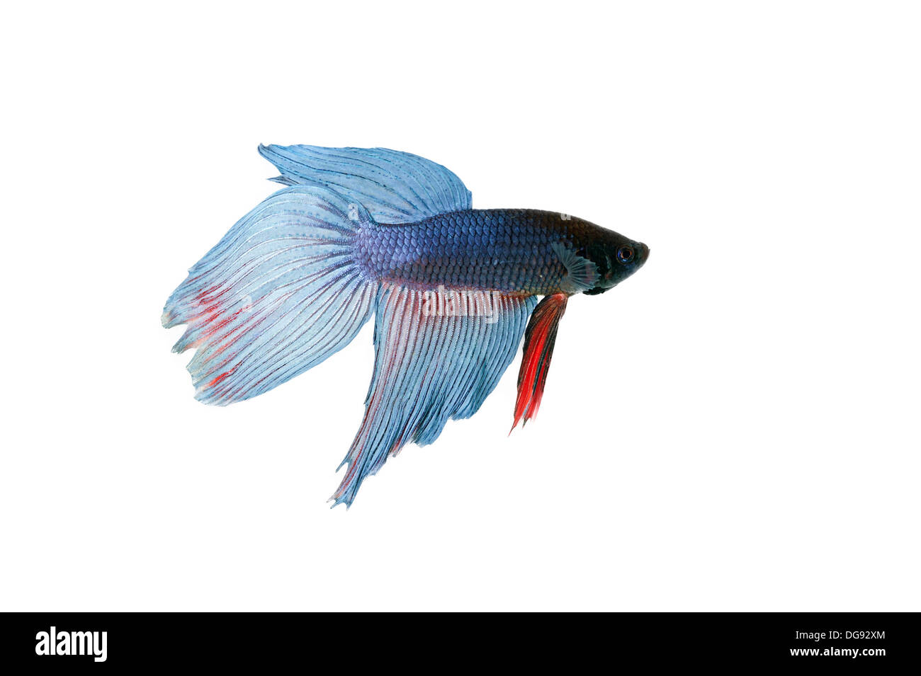 blue betta fish tank with isolated white background Stock Photo - Alamy