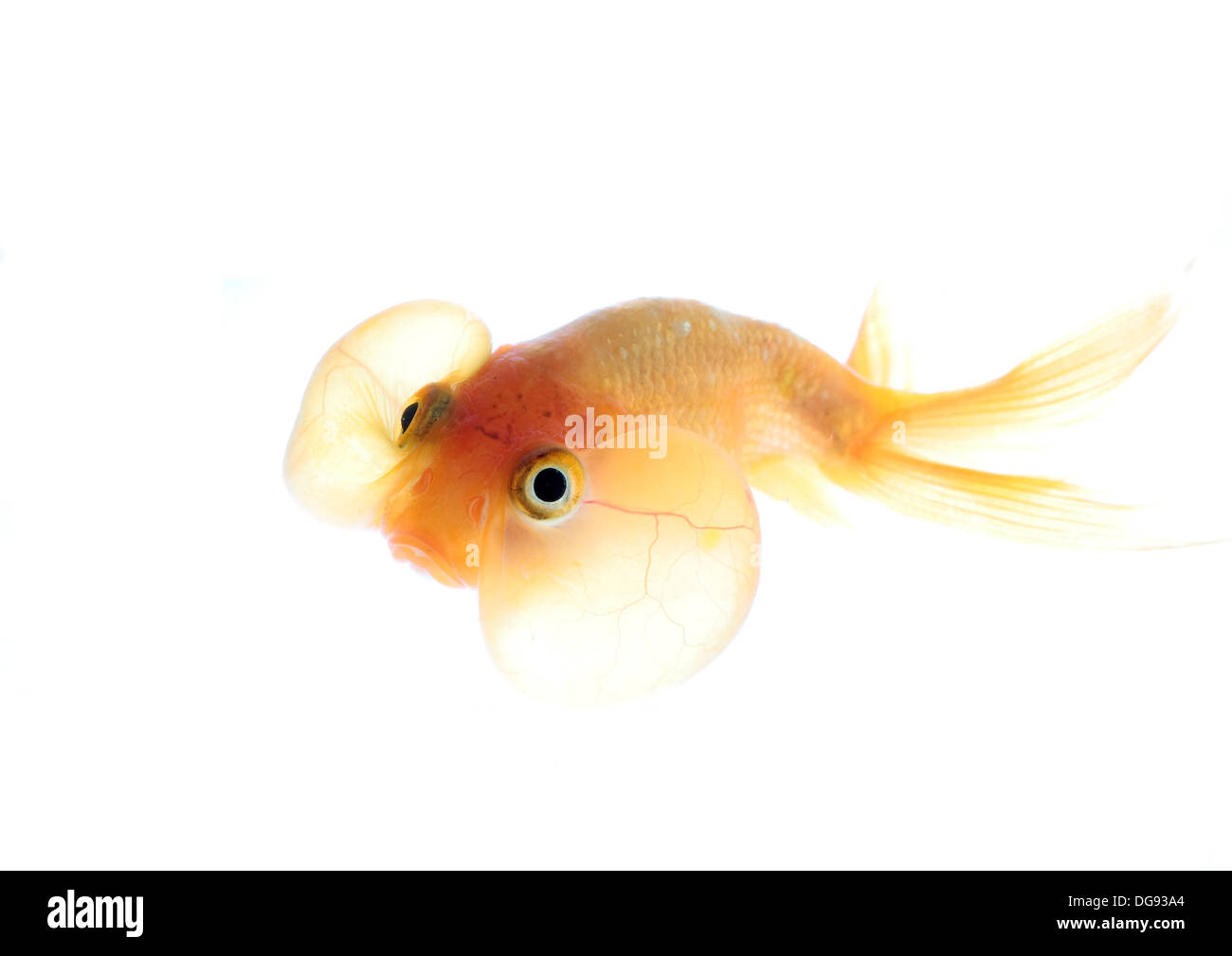 eye bubble on white background Stock Photo - Alamy