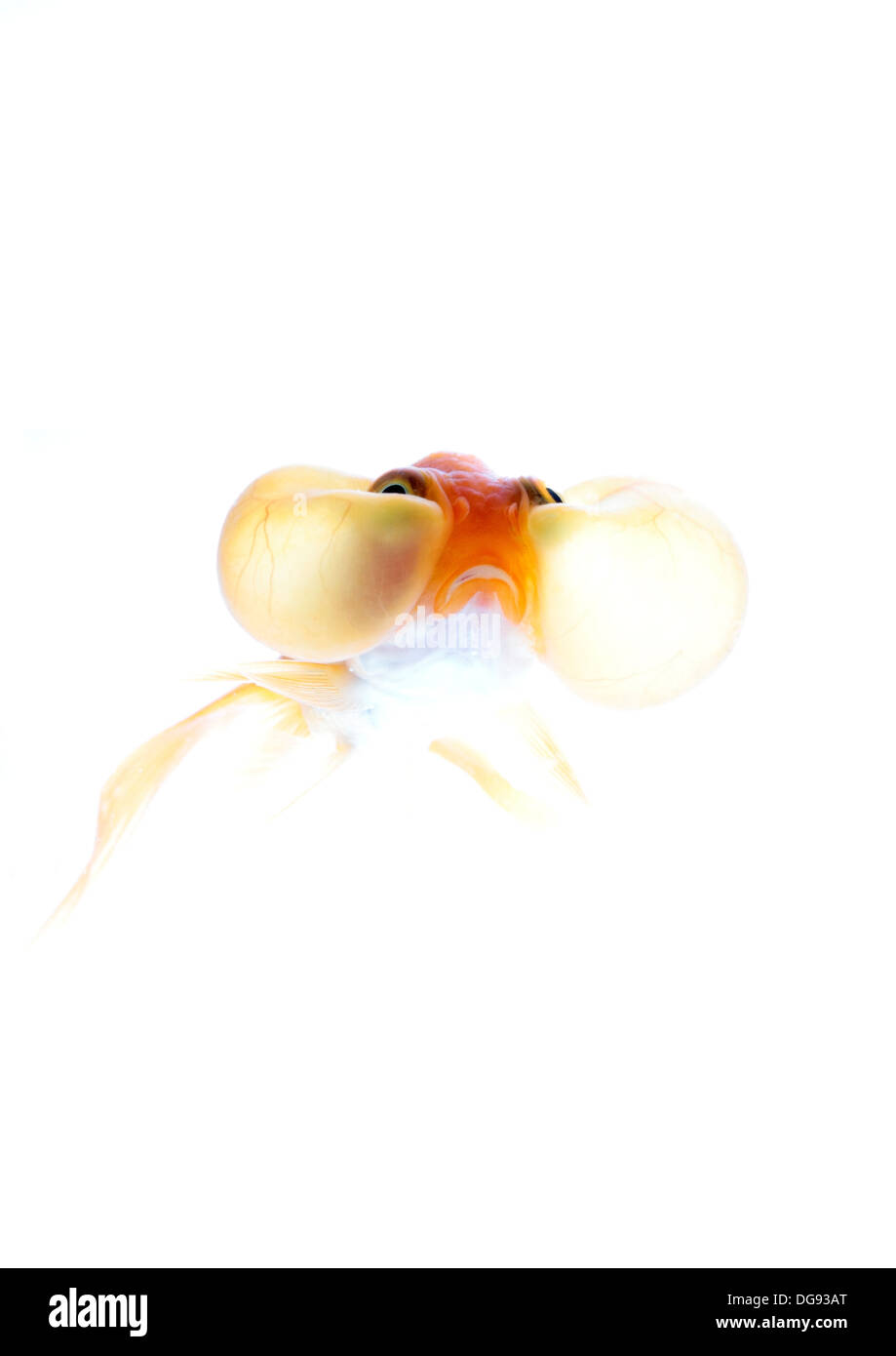 eye bubble on white background Stock Photo - Alamy