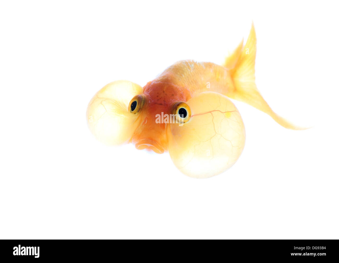 eye bubble on white background Stock Photo - Alamy