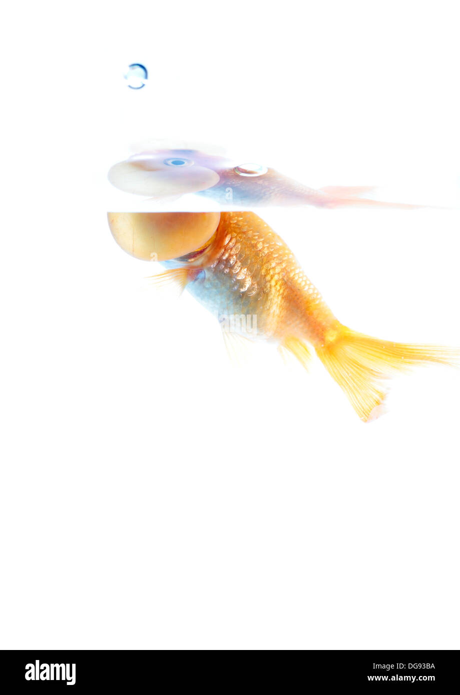 eye bubble on white background Stock Photo - Alamy