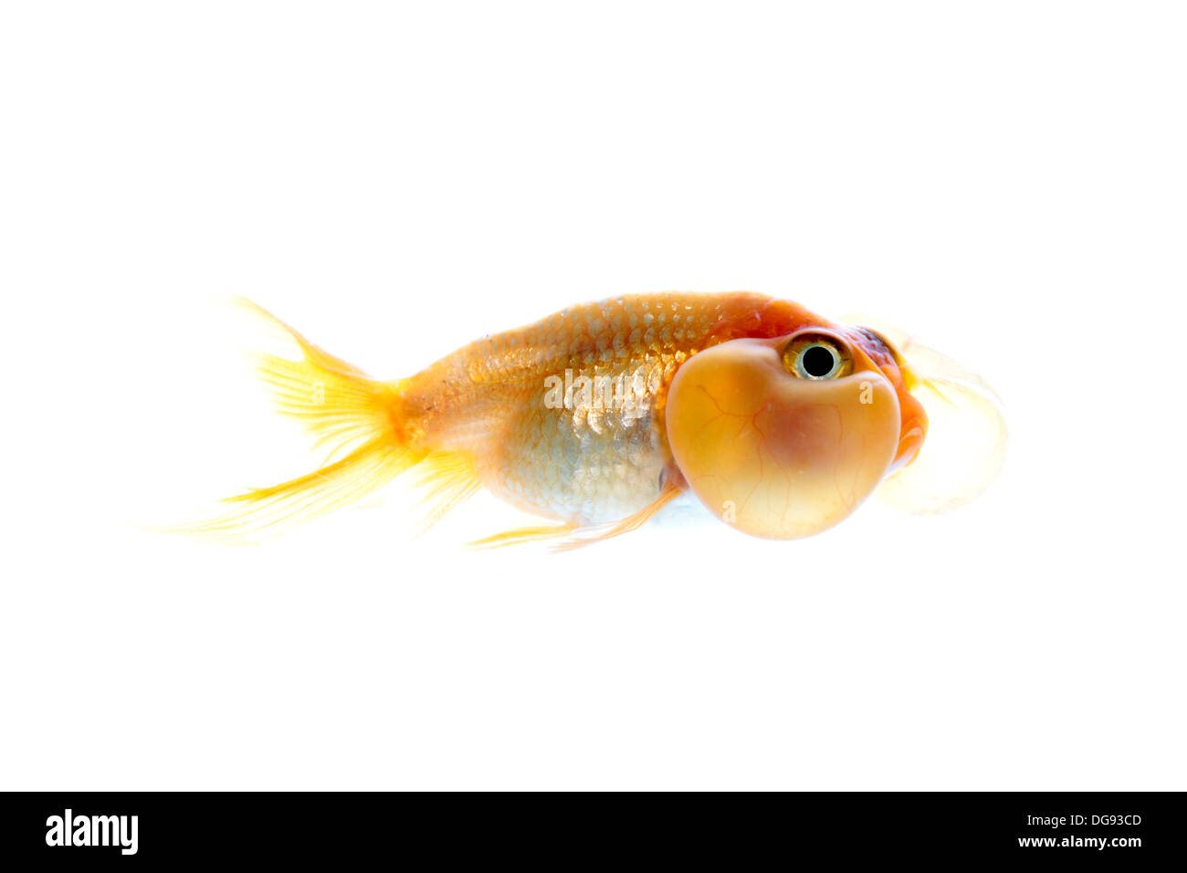 eye bubble on white background Stock Photo - Alamy