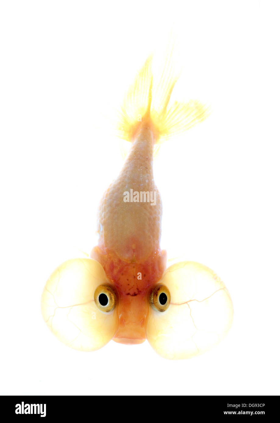 eye bubble on white background Stock Photo - Alamy