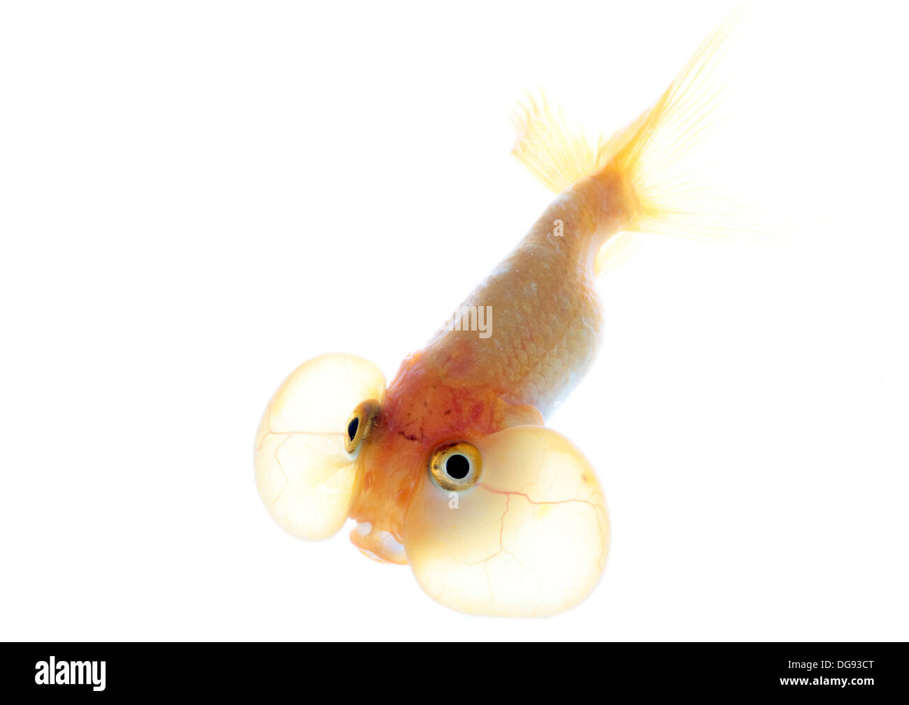 eye bubble on white background Stock Photo - Alamy
