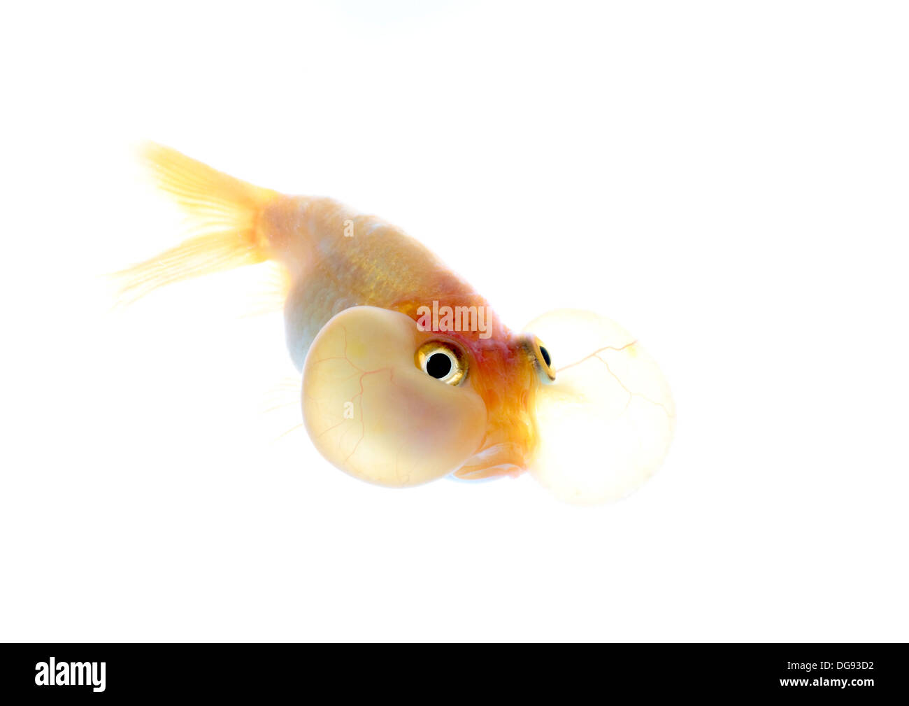 eye bubble on white background Stock Photo - Alamy