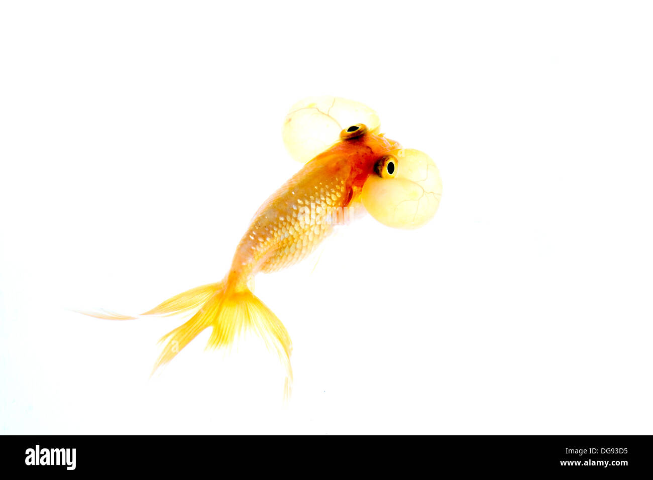 eye bubble on white background Stock Photo - Alamy