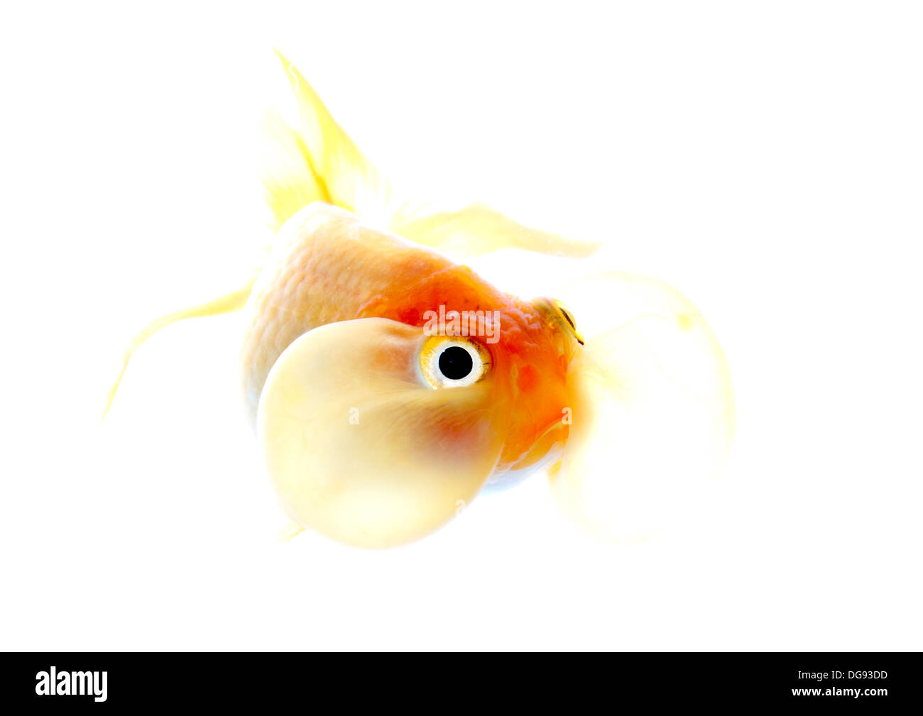 eye bubble on white background Stock Photo - Alamy
